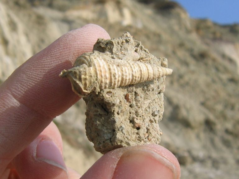 Alum Bay (Isle of Wight) | Discovering Fossils