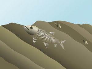 What is a fossil and how do they form? | Discovering Fossils