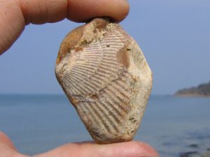 Bouldnor (Isle of Wight) | Discovering Fossils