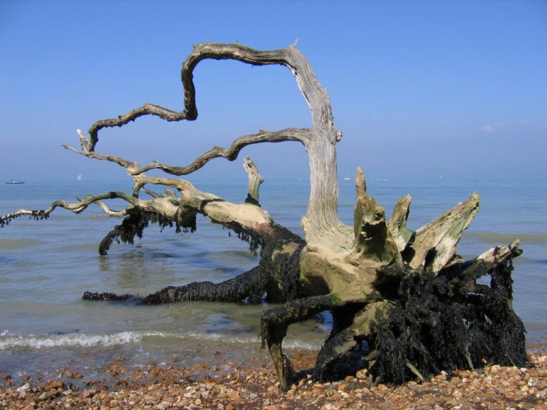 Bouldnor (Isle of Wight) | Discovering Fossils