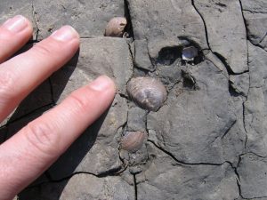 Bouldnor (Isle of Wight) | Discovering Fossils