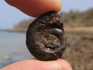 Bouldnor (Isle of Wight) | Discovering Fossils