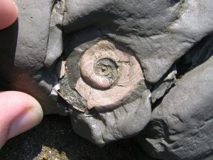 Bouldnor (Isle of Wight) | Discovering Fossils