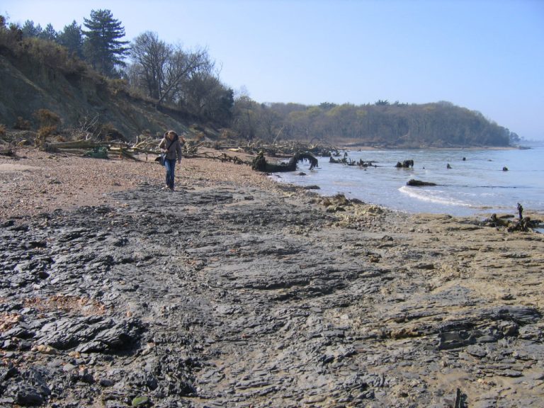 Bouldnor (Isle of Wight) | Discovering Fossils