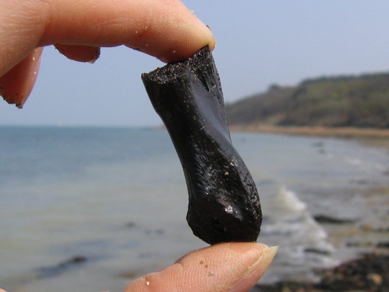 Bouldnor (Isle of Wight) | Discovering Fossils