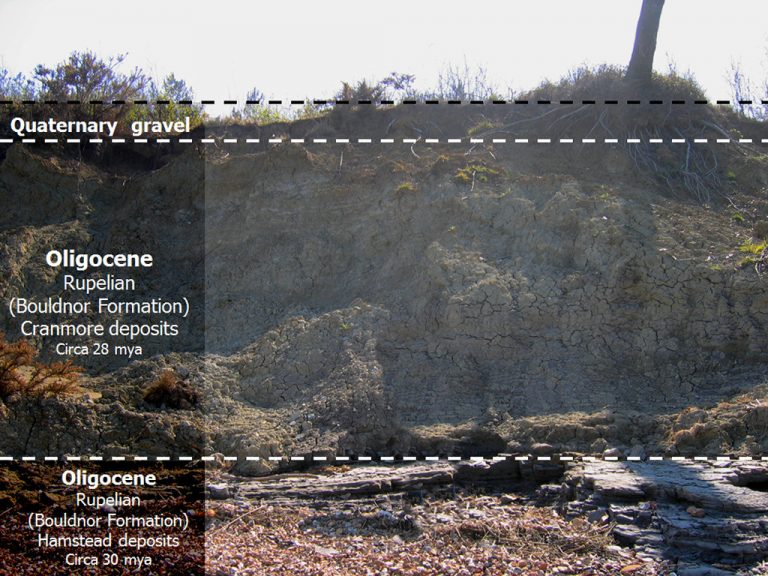 Bouldnor (Isle of Wight) | Discovering Fossils