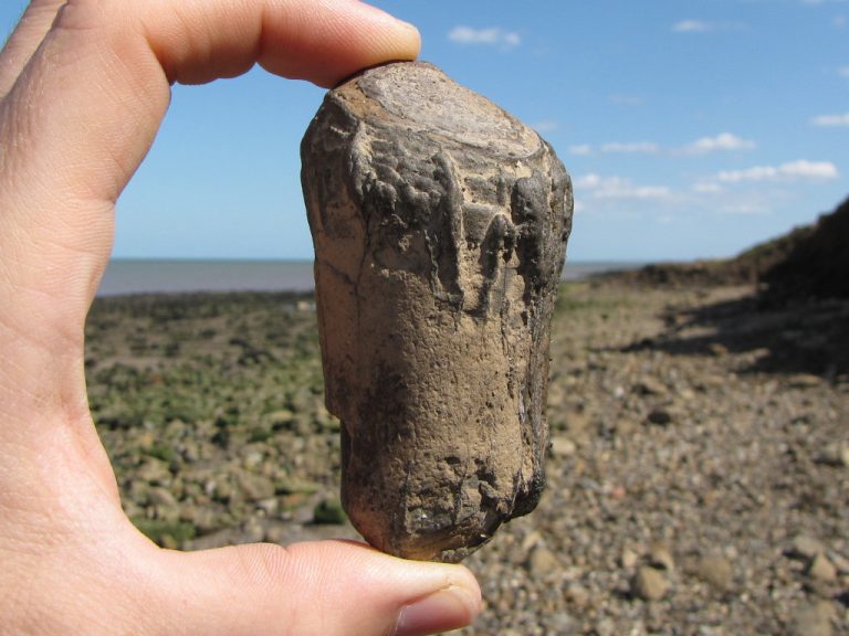 Warden Point (Isle of Sheppey) | Discovering Fossils