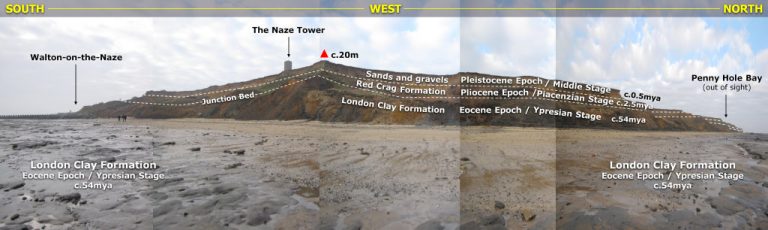 Walton-on-the-Naze (Essex) | Discovering Fossils