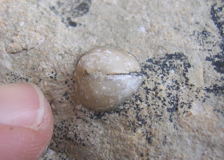Hunstanton (Norfolk) | Discovering Fossils