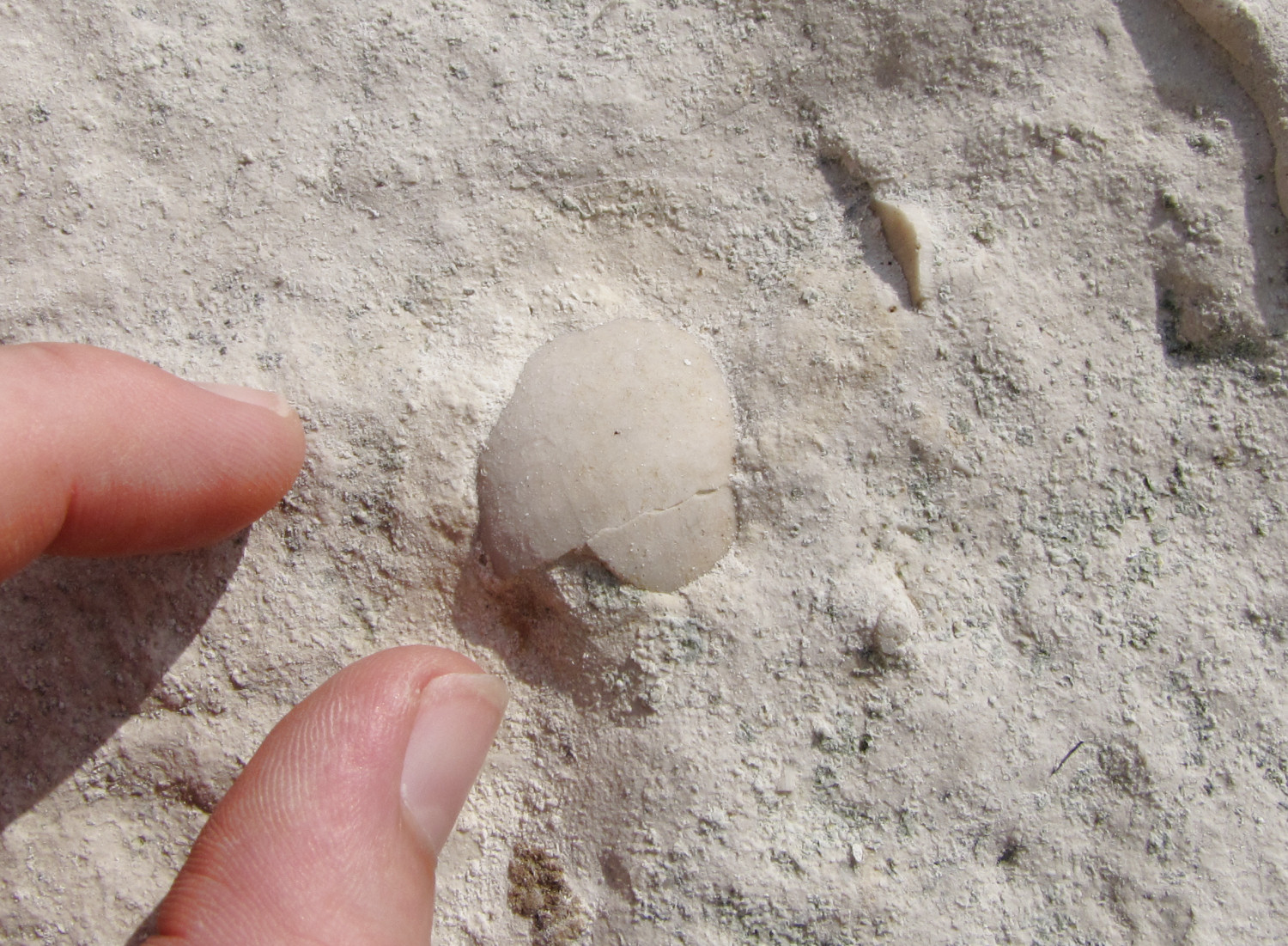 Dover (Kent) | Discovering Fossils