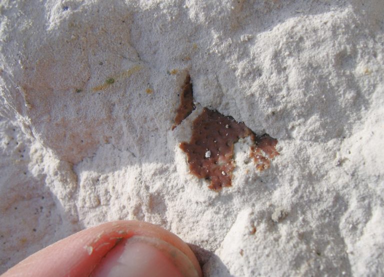 Dover (Kent) | Discovering Fossils