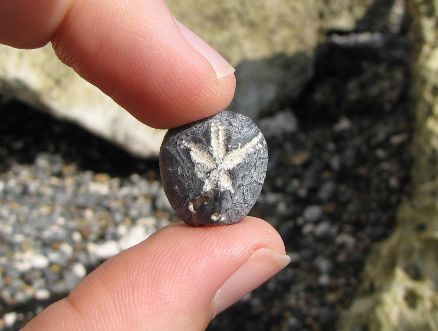 Dover (Kent) | Discovering Fossils