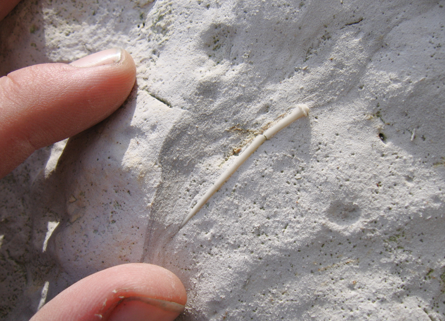Dover (Kent) | Discovering Fossils