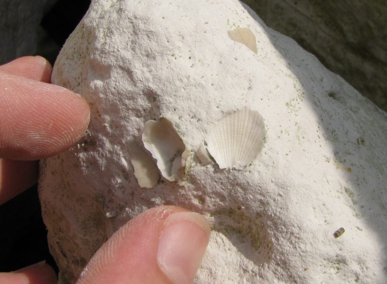 Dover (Kent) | Discovering Fossils