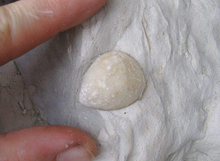 Dover (Kent) | Discovering Fossils