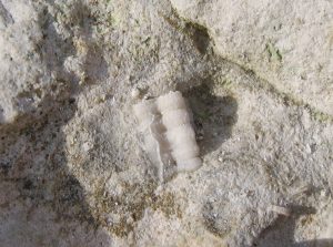 Dover (Kent) | Discovering Fossils