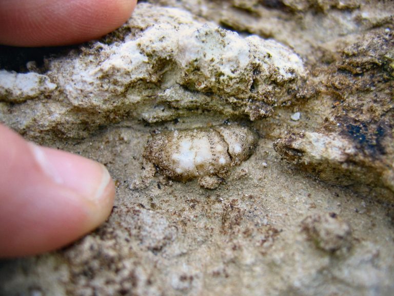 Hunstanton (Norfolk) | Discovering Fossils