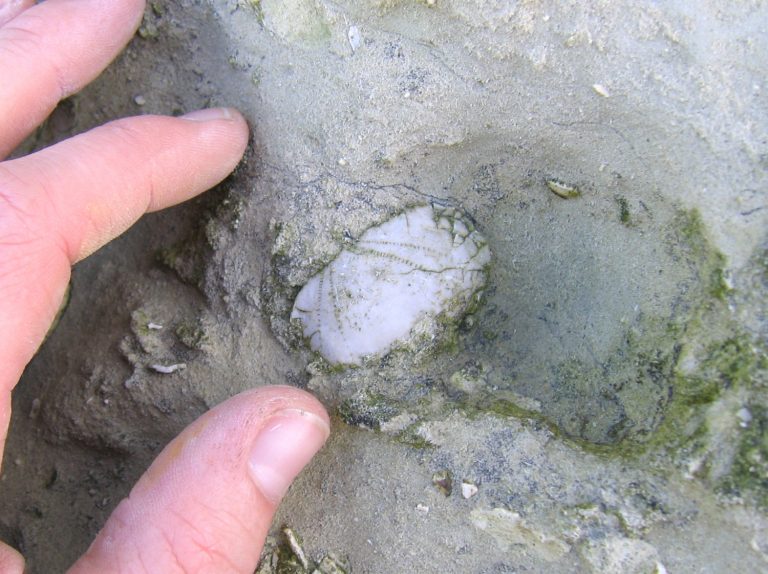 Hunstanton (Norfolk) | Discovering Fossils