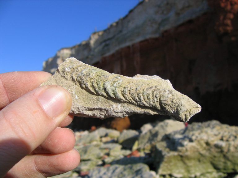 Hunstanton (Norfolk) | Discovering Fossils