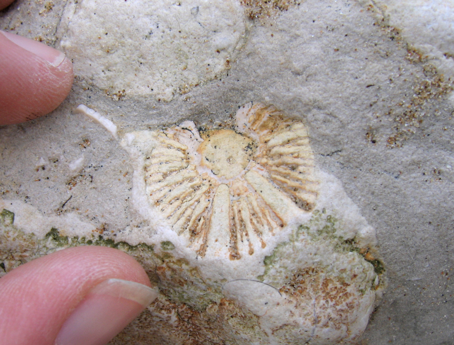 Hunstanton (Norfolk) | Discovering Fossils