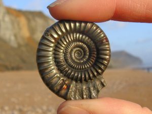 Charmouth (Dorset) | Discovering Fossils