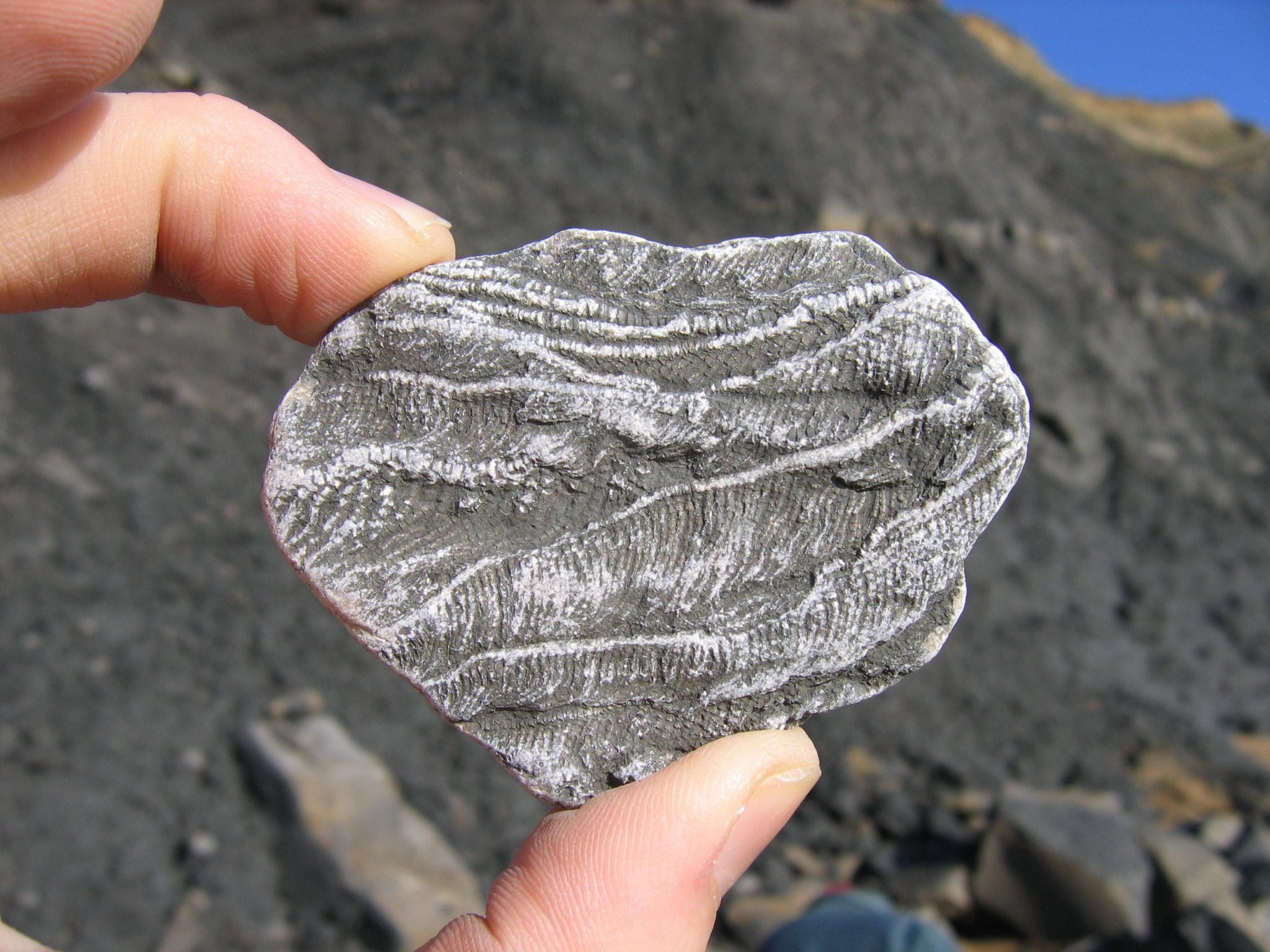 Charmouth (Dorset) | Discovering Fossils
